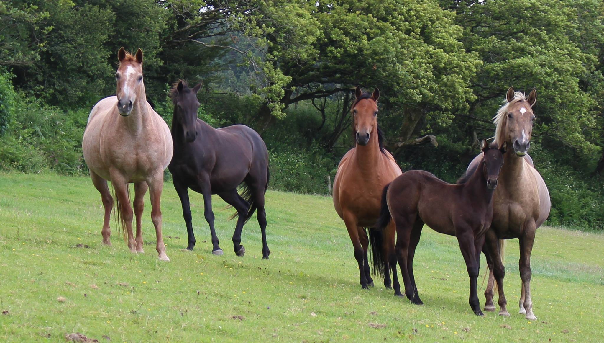 Roslin American Quarter Horses and Paints, Devon – StableExpress