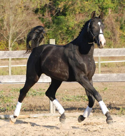 Stallions At Stud – StableExpress