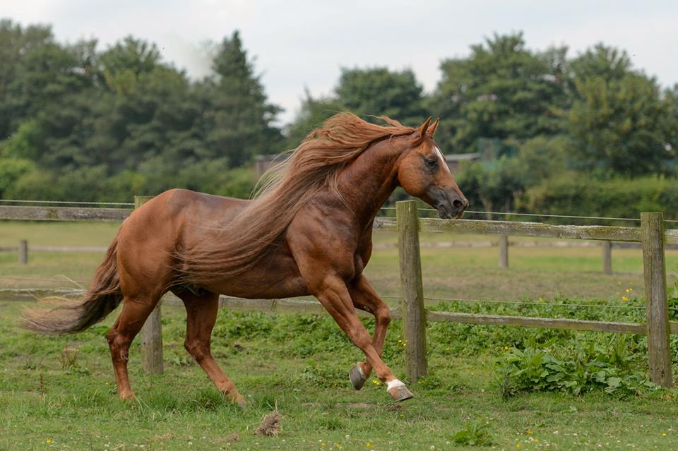 Quarter Horse Stallions – StableExpress