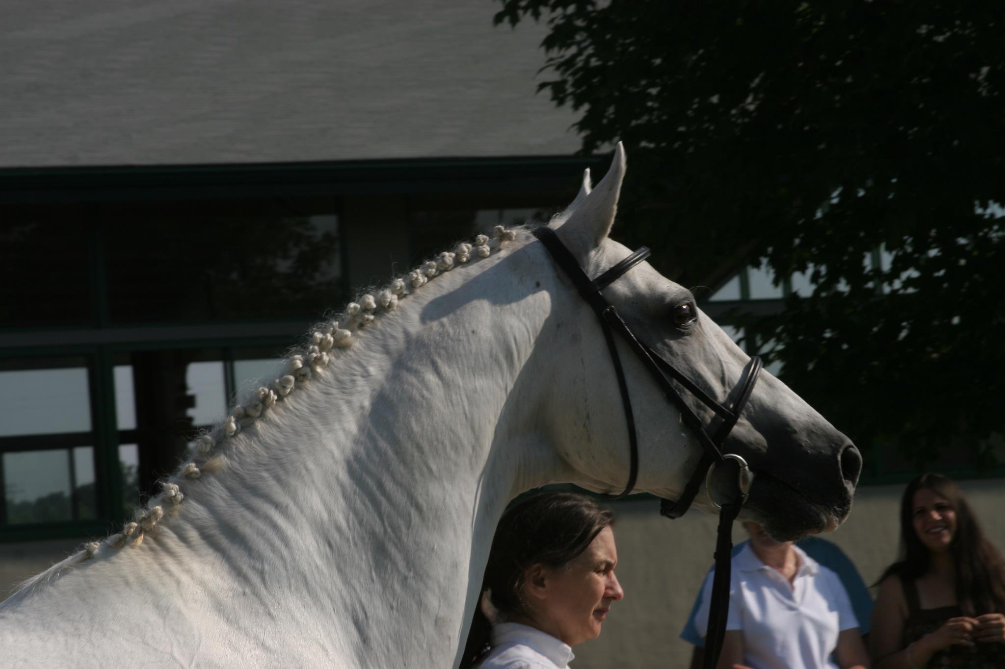 Stallions At Stud – StableExpress