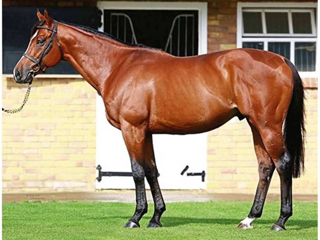 Stallions At Stud – StableExpress