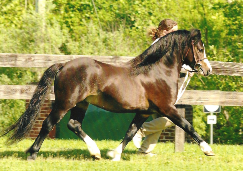 Tillybo Cassanova, Section A Pony Stallion 11.3hh @The Willows, Welsh ...
