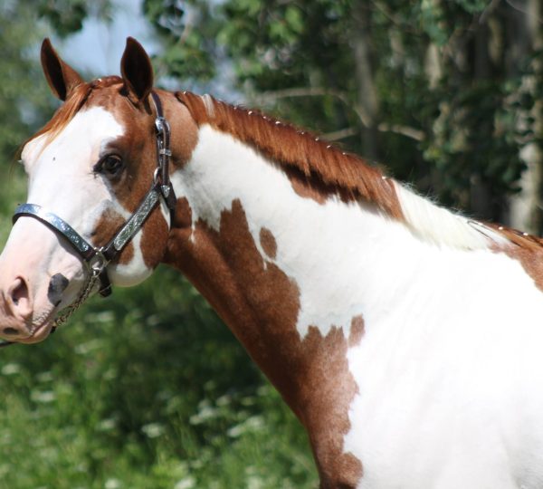 Tristans Millennium – APHA/CPtHA Chestnut Frame Overo Stallion ...