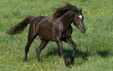 Stallions At Stud – StableExpress