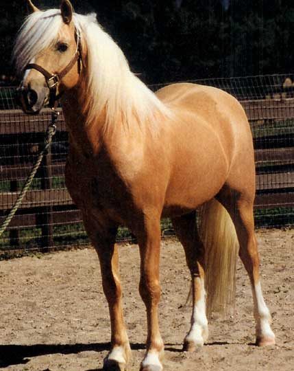 Welsh Section D Stallions at Stud – Downland Rembrandt / Rhoson Shem ...