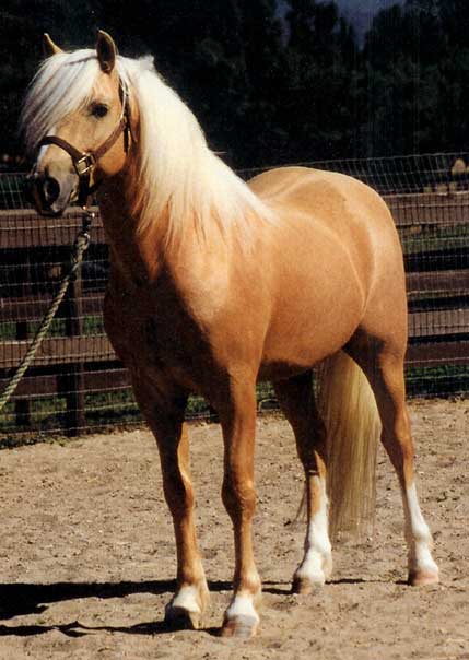 Welsh Section D Stallions at Stud – Downland Rembrandt / Rhoson Shem / Downland Condor ...