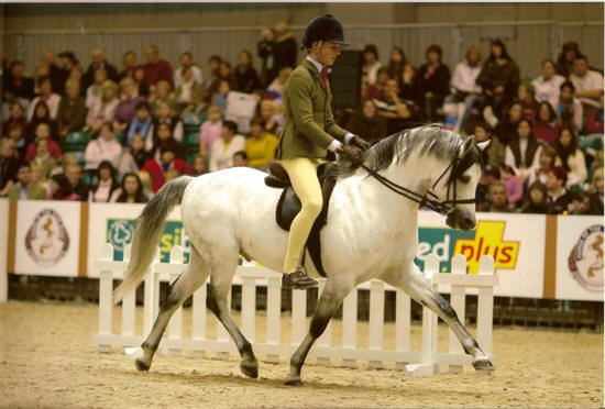 Welsh Section D Stallions at Stud – Downland Rembrandt / Rhoson Shem ...