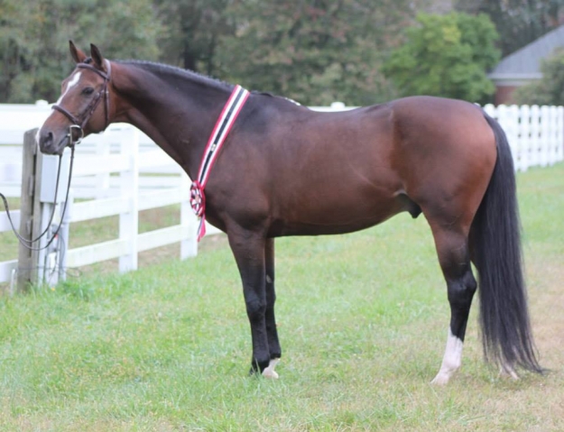 Zito – 15.3hh Trakehner Stallion, Pennsylvania – StableExpress
