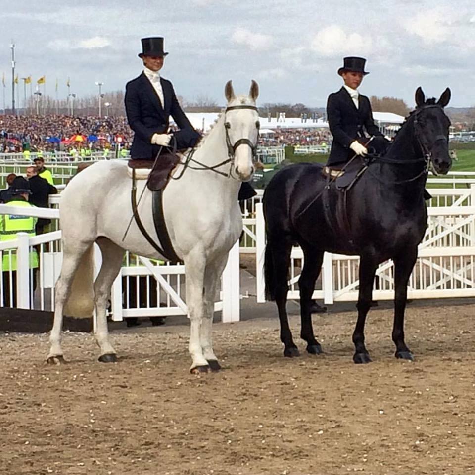 Irish Draught Horses / Irish Draft Horses - Stable Express