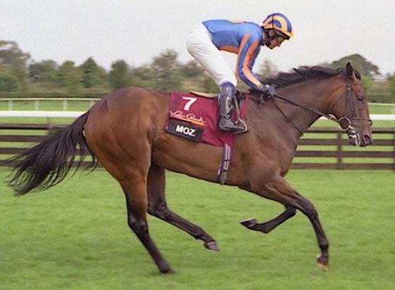 Irish Horses - Stable Express