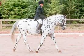 83 year old Judith Hubbard, her Appaloosa gelding named Leonard is more ...