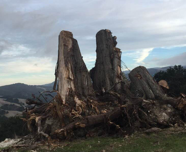 83 year old Judith Hubbard, her Appaloosa gelding named Leonard is more ...