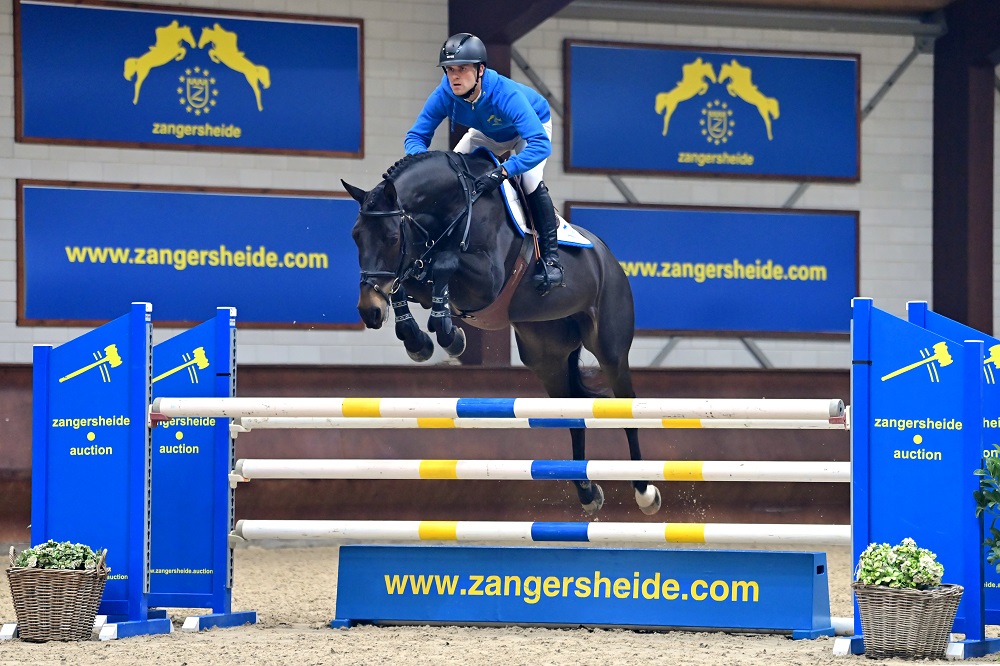 Showjumping Stallions - Stableexpress