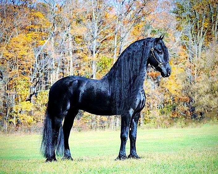 KFPS Approved Friesian Stallion - Wybren 464 - Stable Express