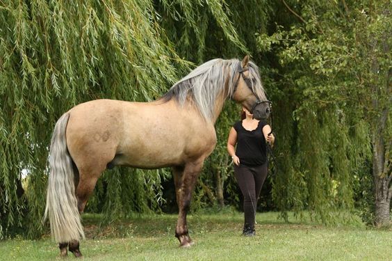 Dunalino - Stable Express