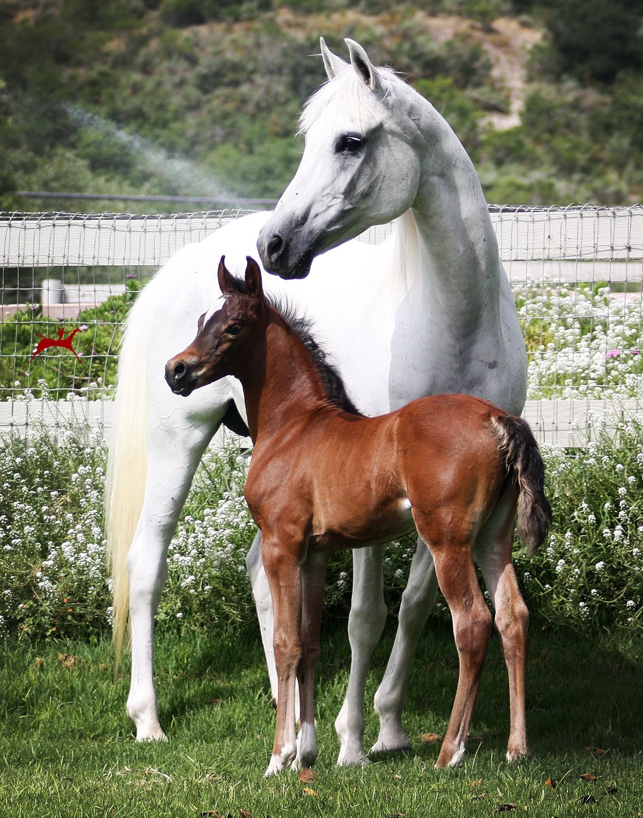 Arabian Foals - Arabian Horse Bloodlines - Stable Express