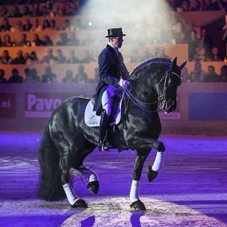 Budweiser Clydesdales - Stable Express