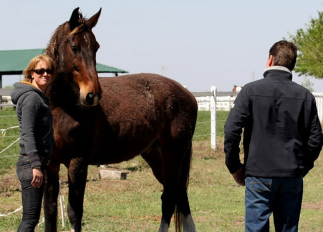 Jan Tops - Stable Express