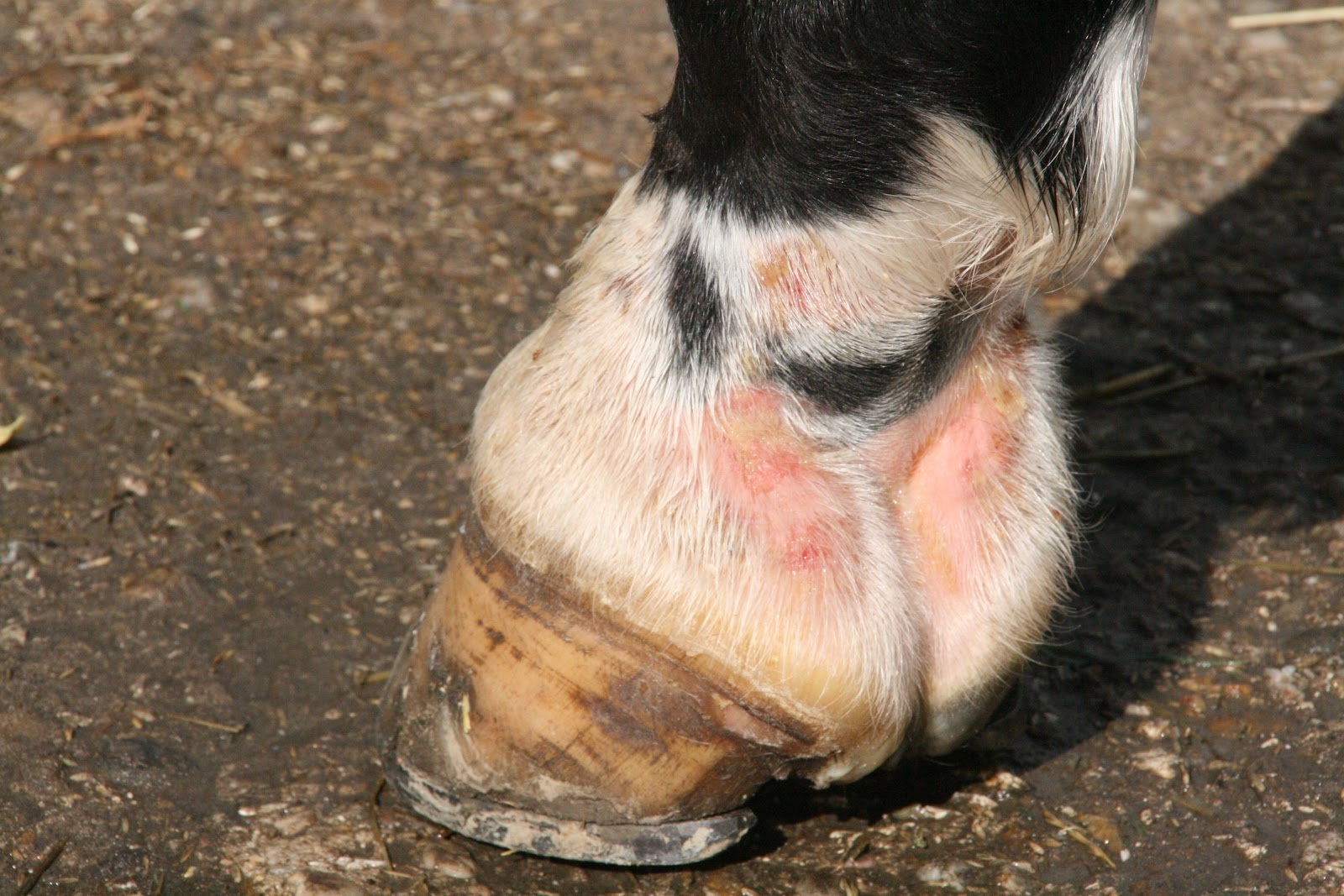 Mud Fever - Stableexpress