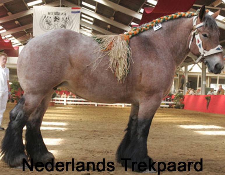 Dutch Draft Horse - Maarten - Stable Express