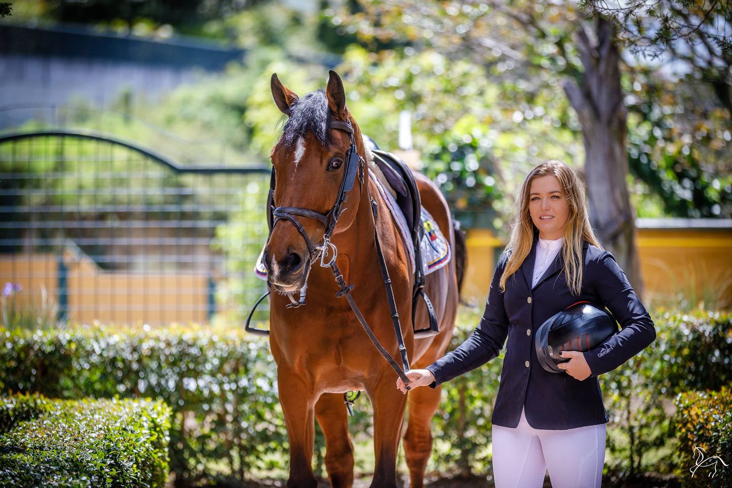Budweiser Clydesdales - Stableexpress