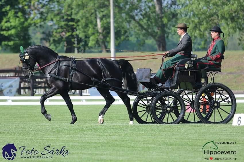 The Nonius Horse Breed - Stable Express