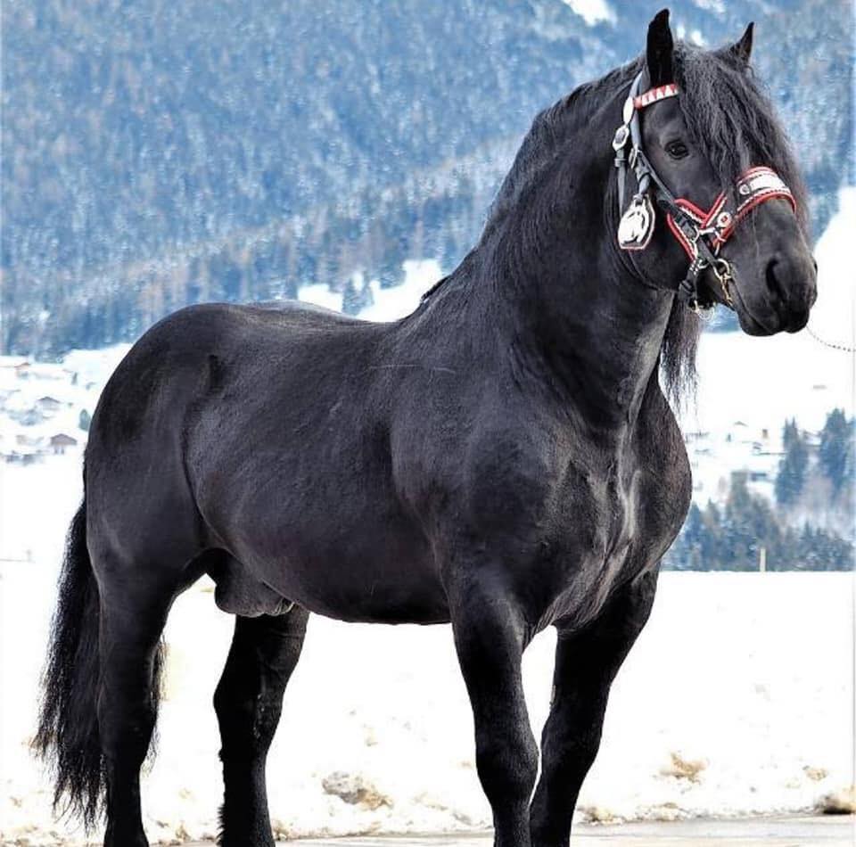 Noriker Horses / Norico-Pinzgauer Horses - Stable Express