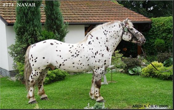 Braveheart - Noriker Dressage Draft Horse - Stable Express