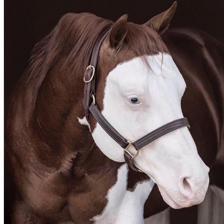 One Gun - Paint Horse Reining Stallion - Stable Express