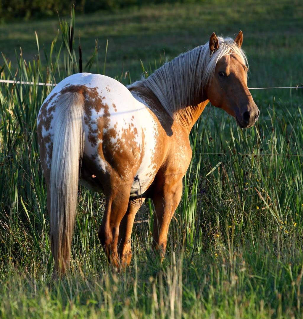 Indignation - Palomino Blanket Appaloosa Stallion - Stable Express
