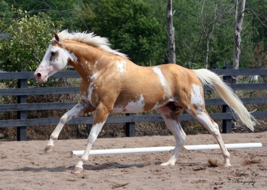 Sato - Palomino Paint Thoroughbred Horse - Stable Express
