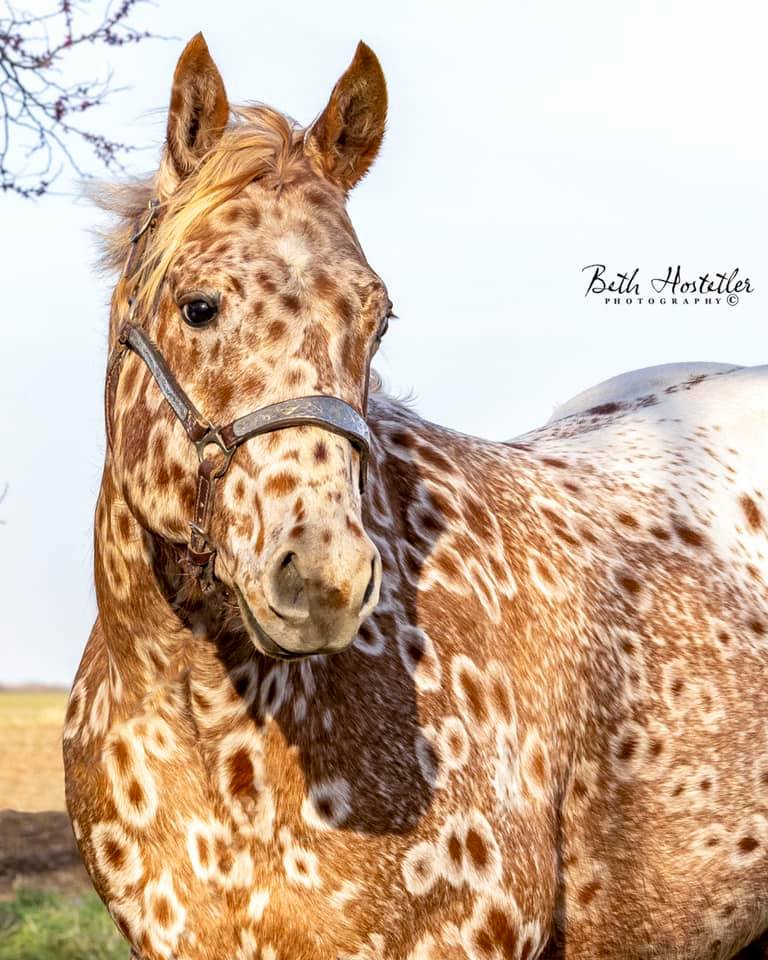 Peacock Appaloosa Stallion - Wicket - Stable Express