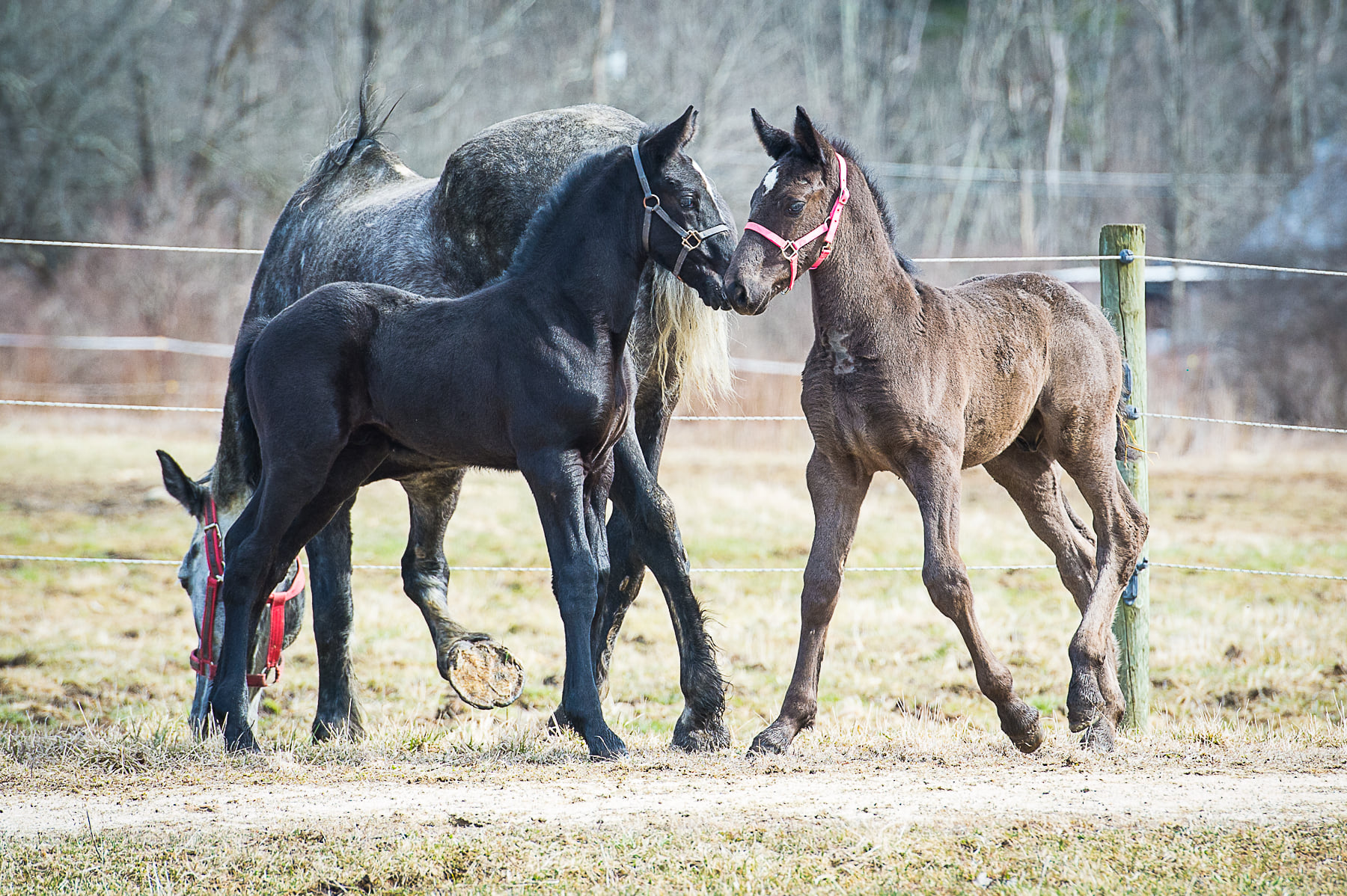 Percheron Draft Horses For Sale @Utopia Percherons - Stable Express