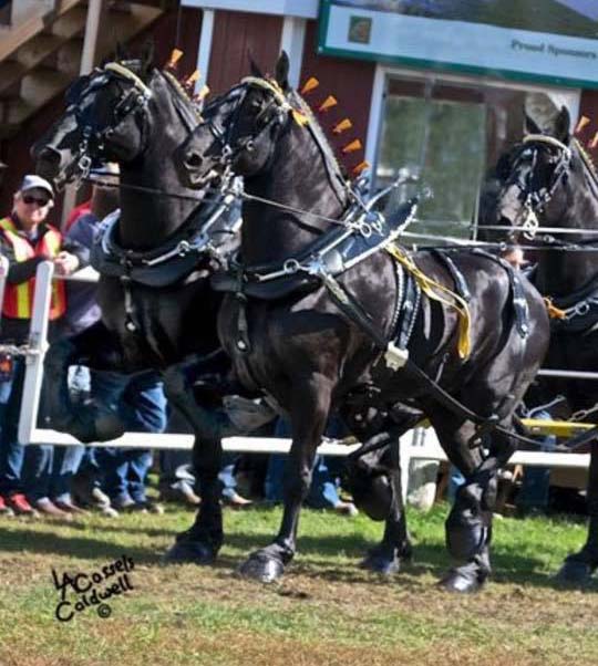 Percheron Draft Horses For Sale @Utopia Percherons - Stable Express