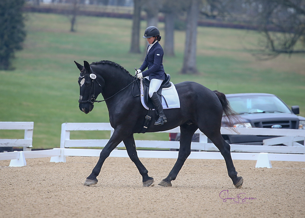 Percheron Dressage Horse Drain`s Marlo Tommy and Natalya Slipchenko ...