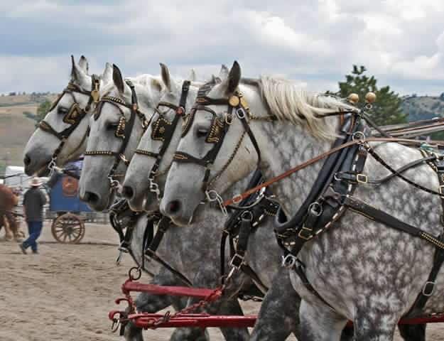 Sampson - The tallest and heaviest horse ever - Stable Express