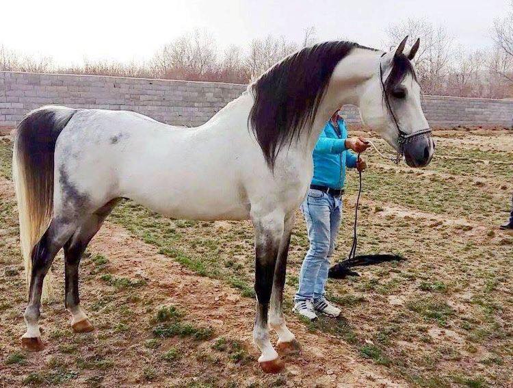 Persian Asil Arabian - Stable Express