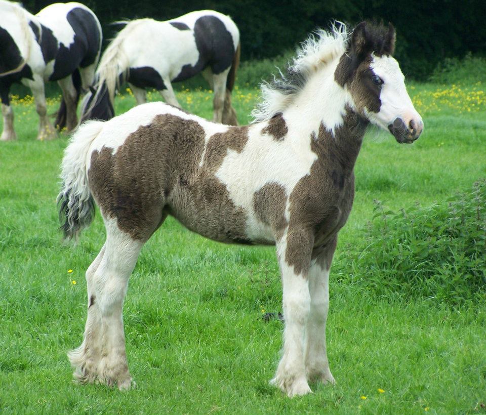 Hermits Ponies and Cobs Stud - Barnsley, Yorkshire - Stable Express