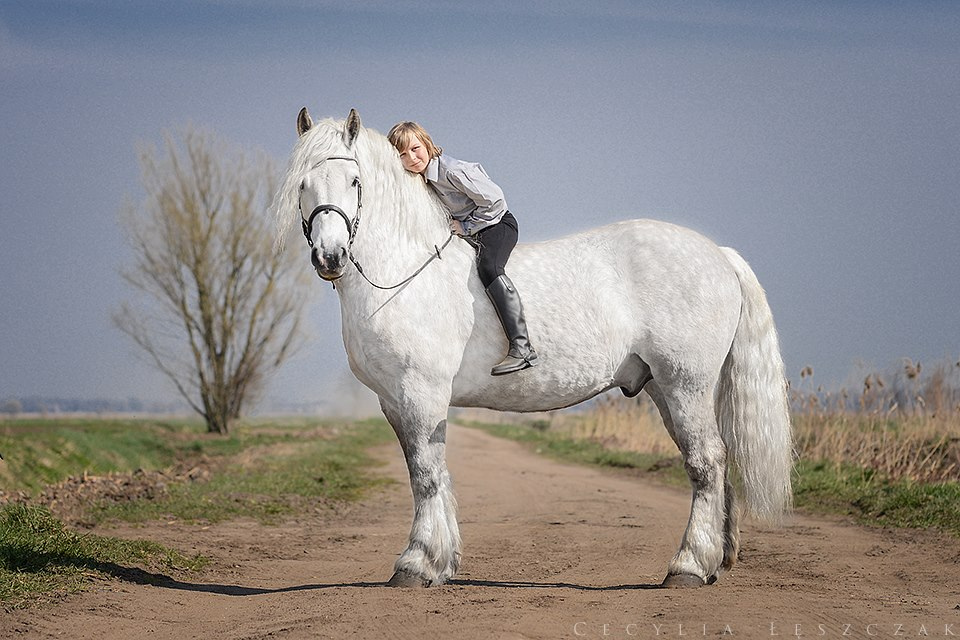 Polish Draft horse, Kuba - Stable Express