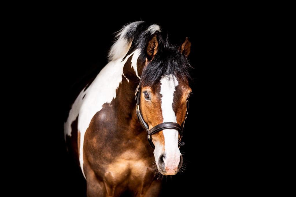 Popenhoe Picture Perfect - 14hh Tobiano Sports Pony Stallion - Stable ...