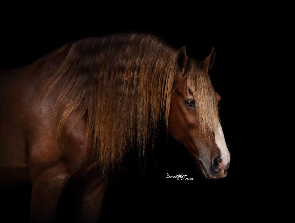 A Rare Red Frisian Named Iron Man - Stable Express