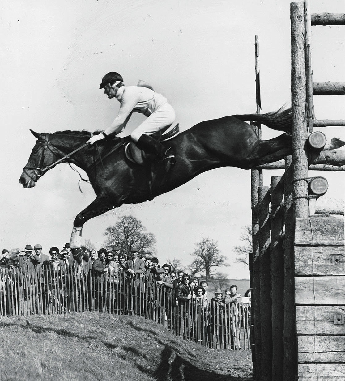 Zangersheide Stud - Stable Express