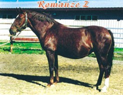 Ramiro Z - Stable Express