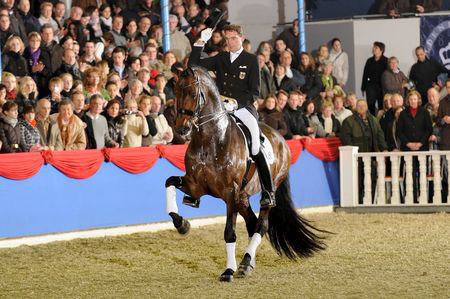 Russian Heavy Draft Horse Stallion - Maidan - Stableexpress
