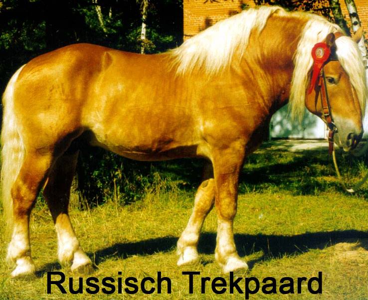 Russian Heavy Draft Horse Stallion - Maidan - Stable Express