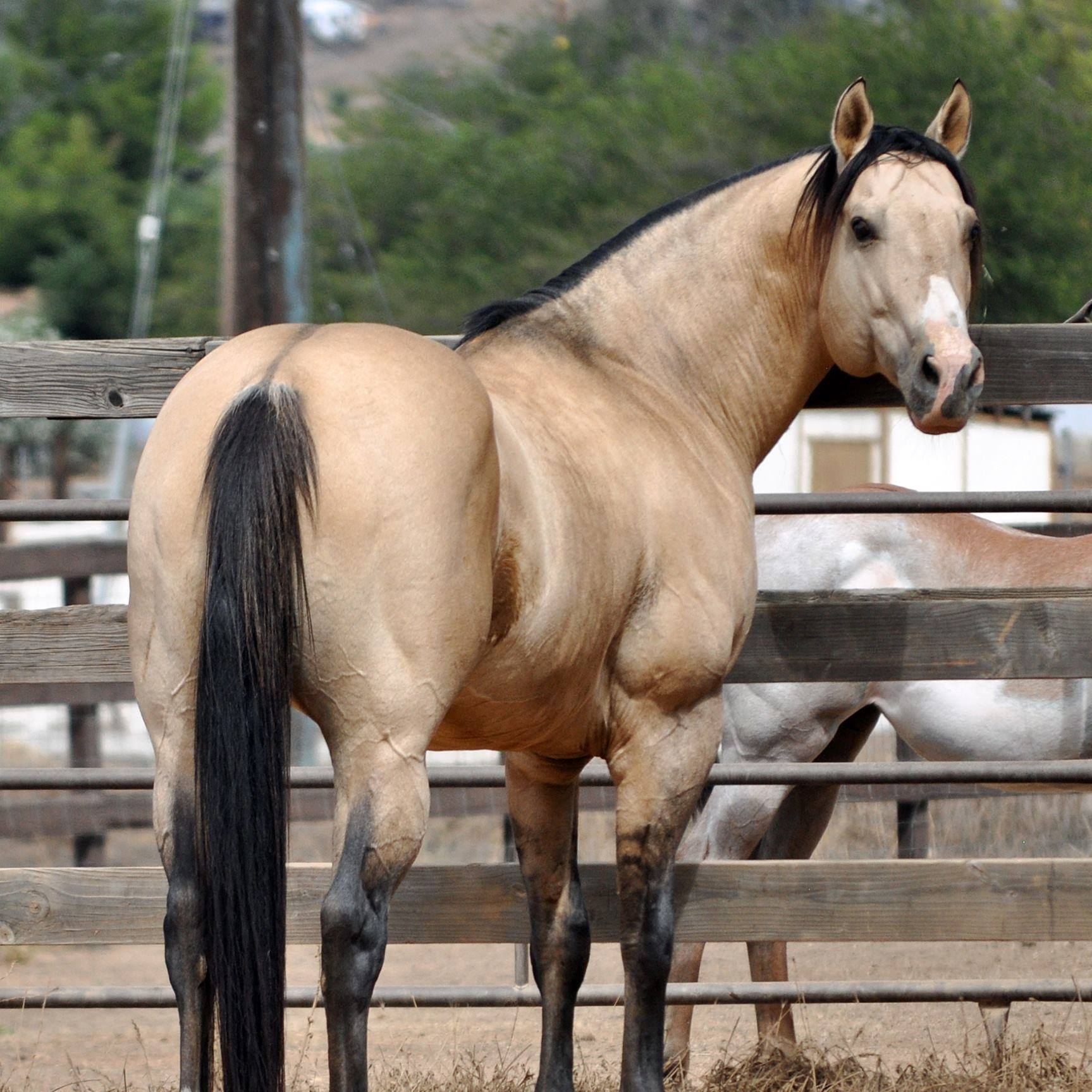 SBR Formula One - Buckskin Dun Quarter Horse Stallion - Stable Express