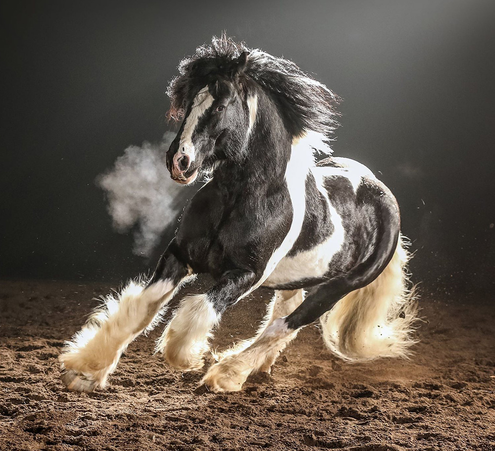 The Spotted Draft Horses Of North America - Stable Express