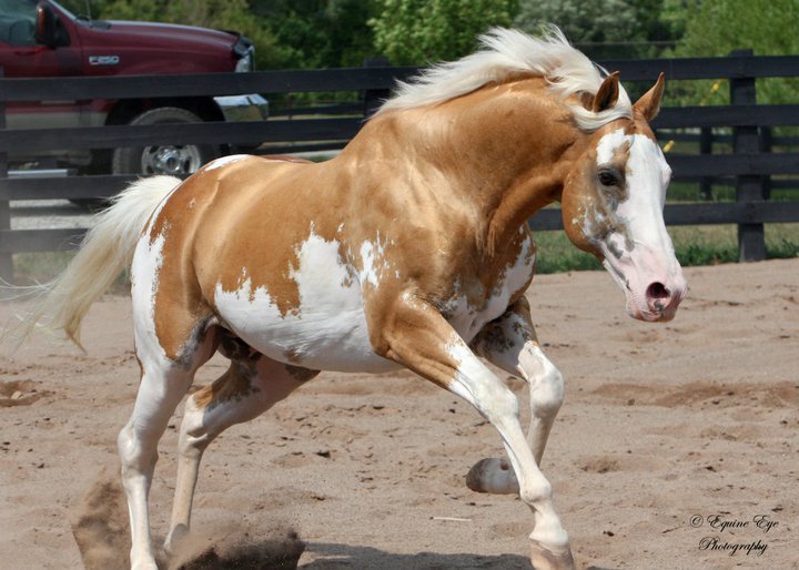 Sato - Palomino Paint Thoroughbred Horse - Stable Express