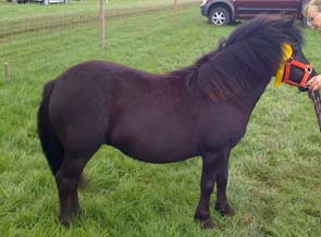 Shetland Ponies For Sale - Stable Express