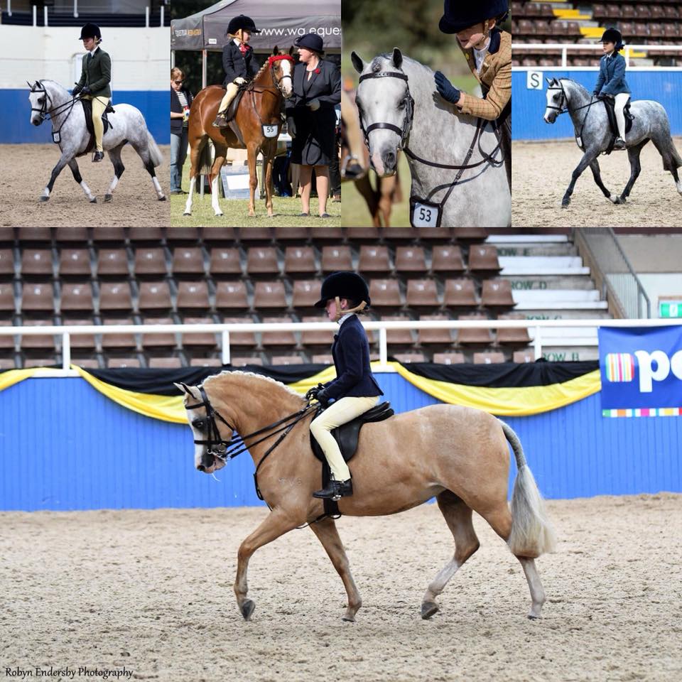 Show Ponies - Stable Express